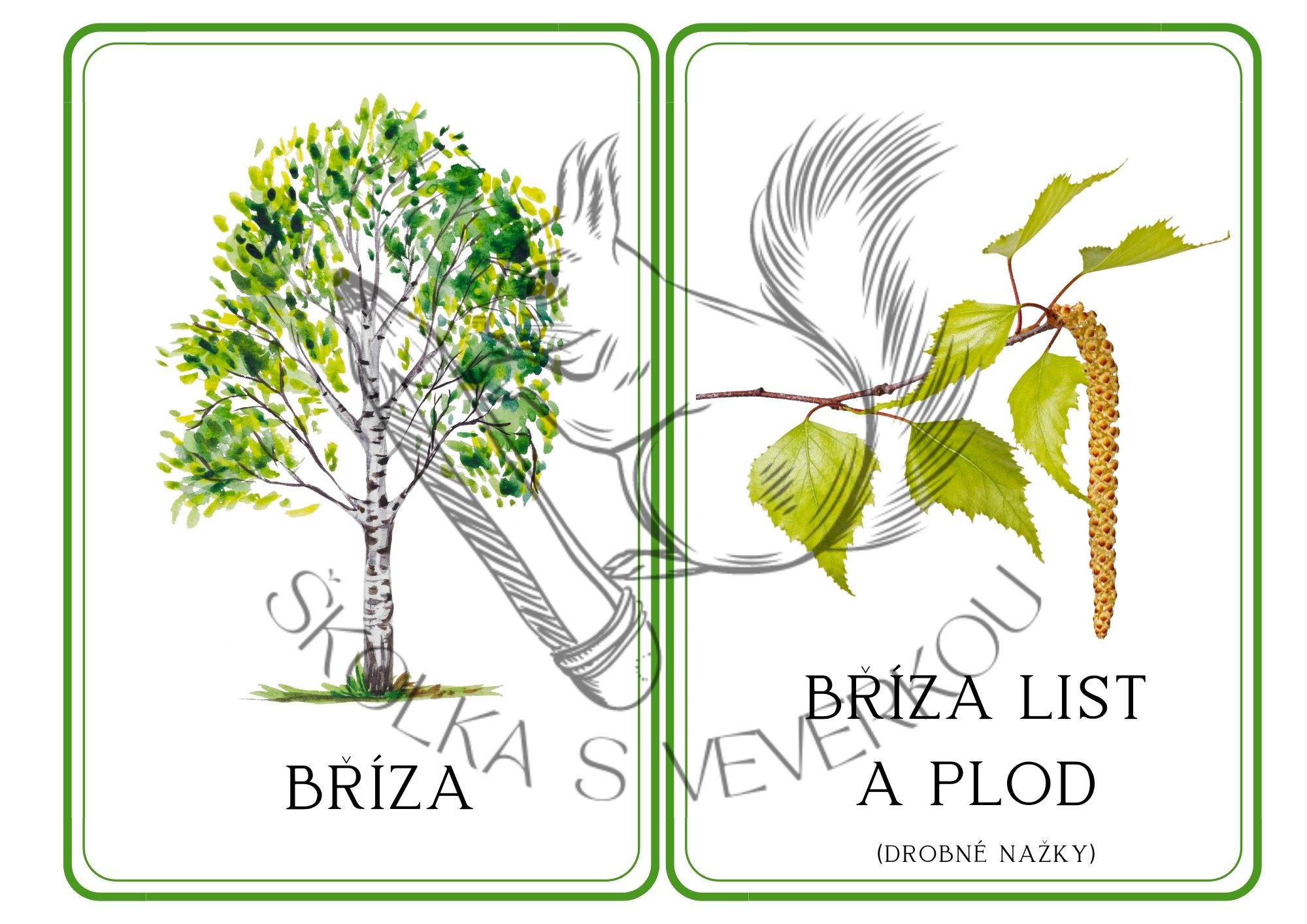 STROMY - demonstrační obrázky - Prvouka | UčiteléUčitelům.cz